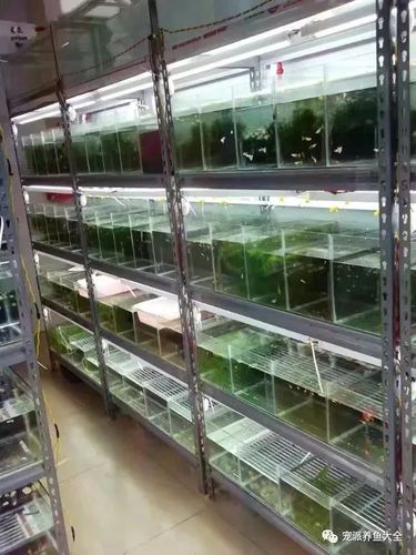 小鱼缸增氧过滤一体推荐缩略图