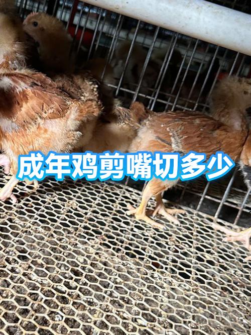正确剪鸡嘴的图片图标