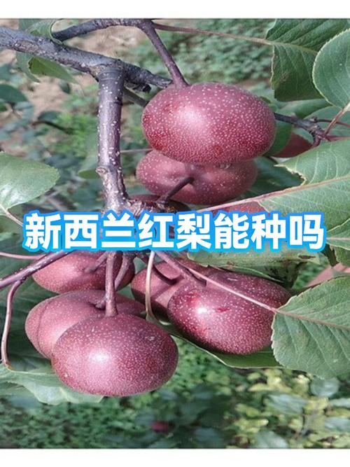 新西兰红梨图标