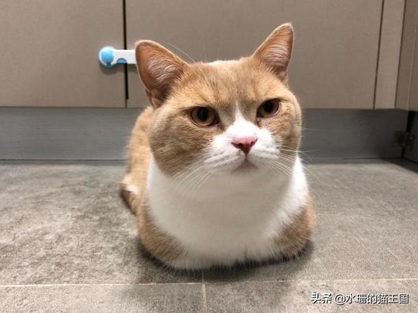 野猫能驯服吗图标