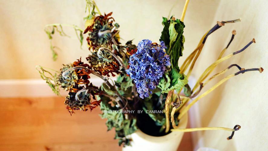 永不枯萎的花截图
