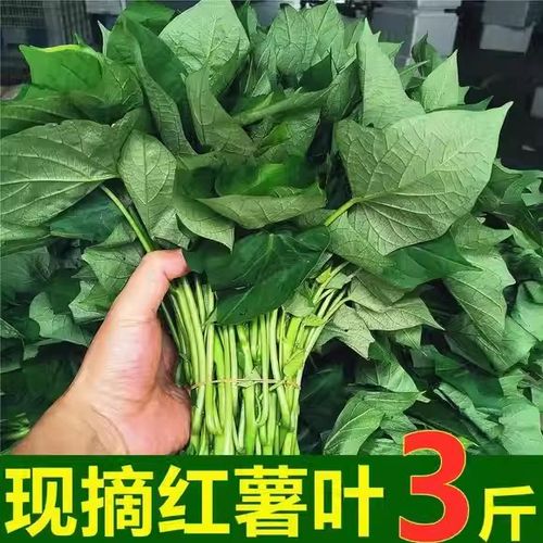 地瓜可以长期吃吗截图