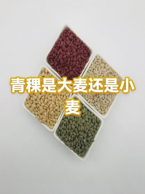 现在大麦麦在哪儿直播图标