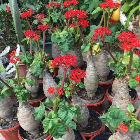 四季开花的观赏树图标