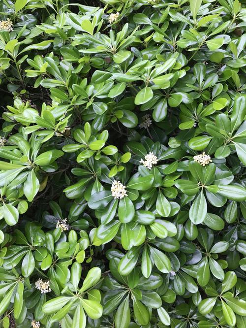 写出校园常见植物20种游戏截图