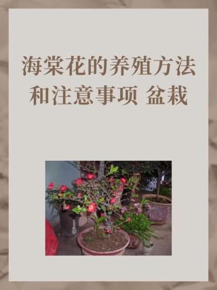 海棠花的养殖方法图标