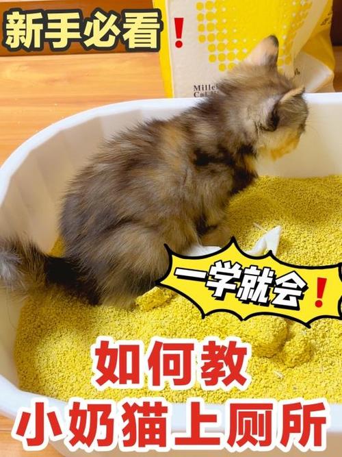 猫不在猫砂里拉屎怎么办