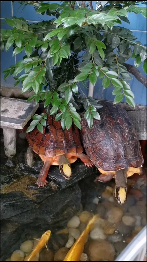 寿命最长的龟图标