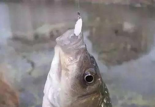 加盐钓鲫鱼最佳方法图标