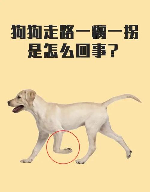 狗狗一条腿伸不直