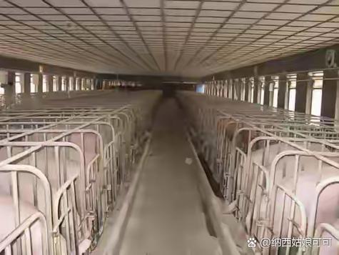 养猪累还是打工累图标