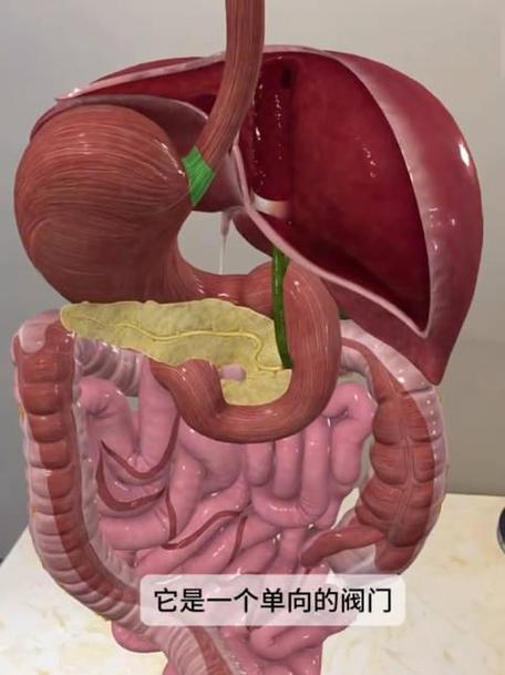 女生肚子消化视频vore图标