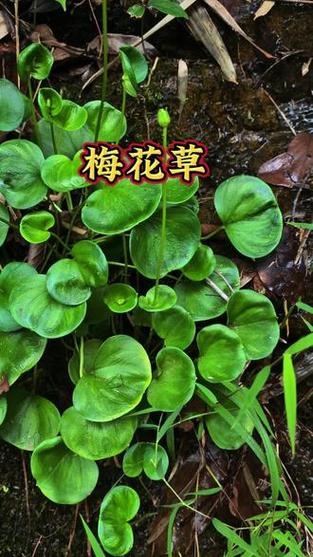 手机拍照识别百草