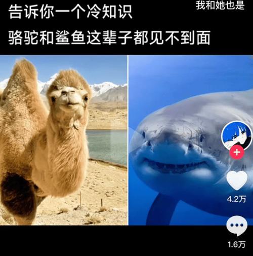鲨鱼同志二维码最新版本百度贴吧图标