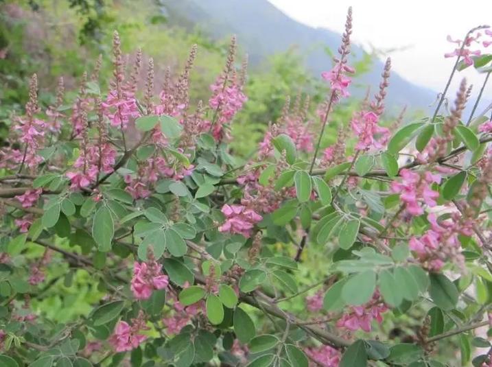 一斤草籽可以种多少平方截图