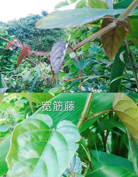 草药识别扫一扫软件图标