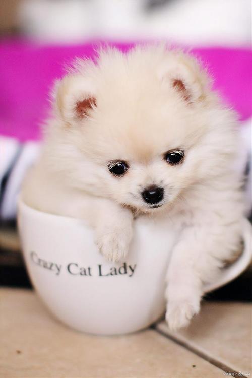 茶杯狐cupfox努力让生活官网图标