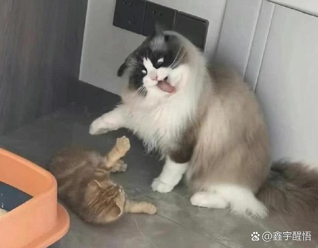 小猫只和大猫玩不理人截图