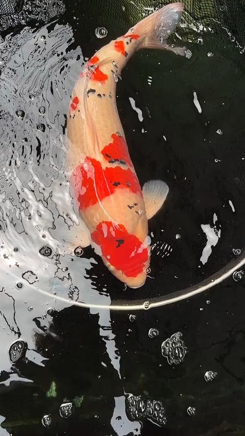 锦鲤小鱼截图