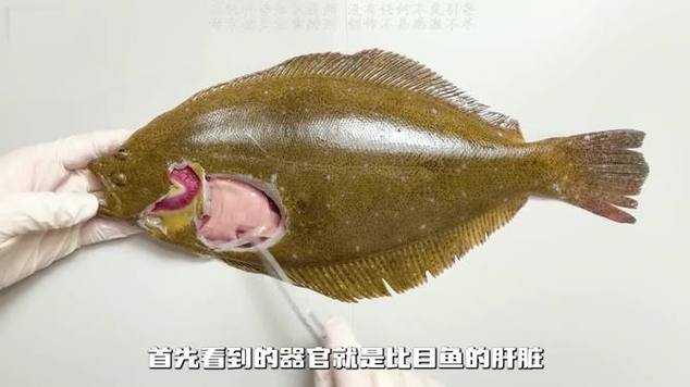 比目鱼怎么处理内脏图标