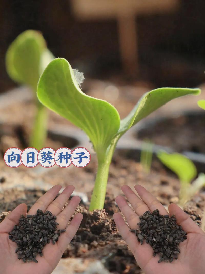 光环之后种子
