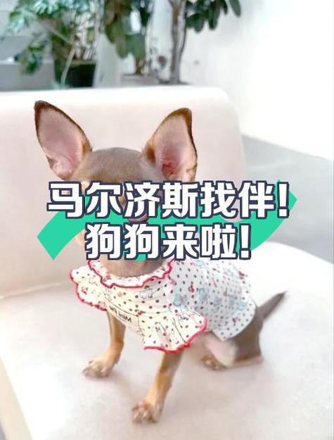 狗狗需要找个伴吗图标