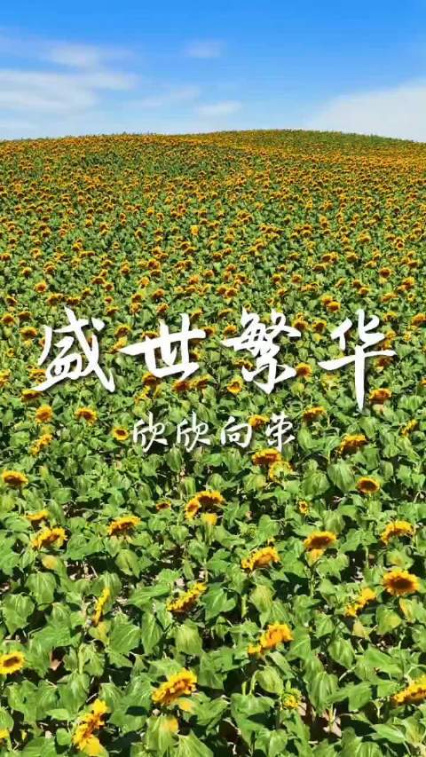 欣欣向荣是什么意思?图标