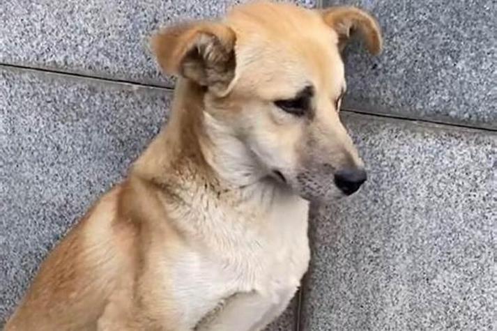 流浪猫上门是什么兆头截图