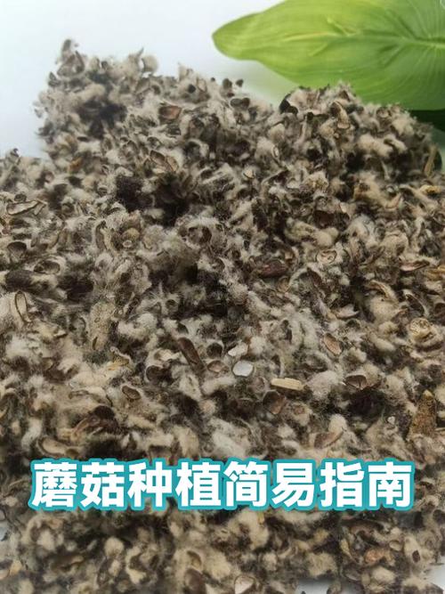 最简单的蘑菇种植方法图标