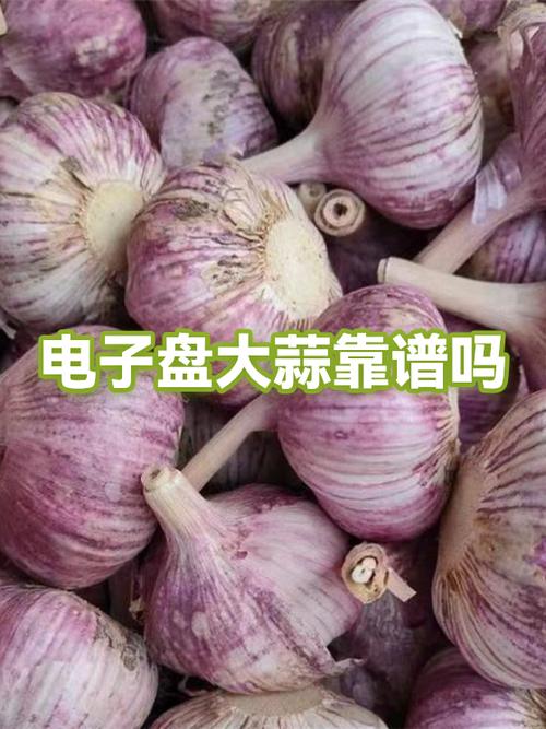 大蒜电子盘合法吗截图
