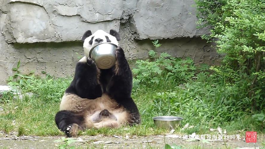 熊猫和猫熊有什么区别图标