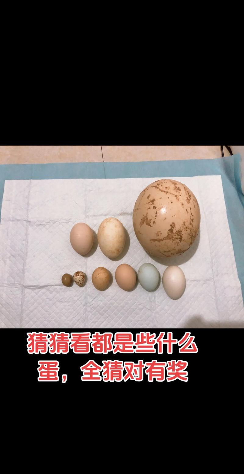 蛋蛋赞新版本图标