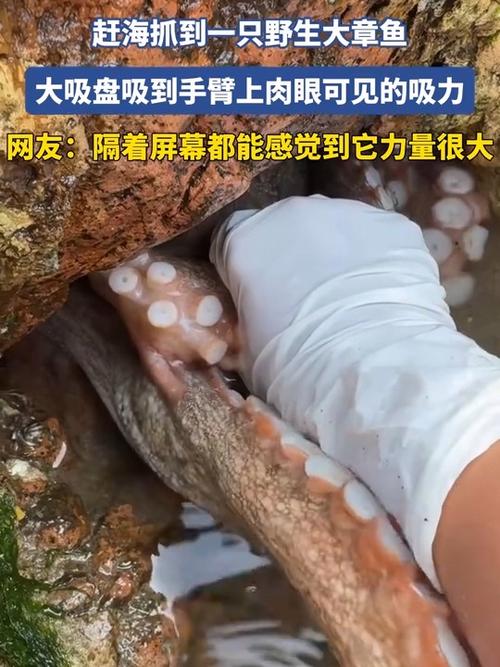 大章鱼赶海的时候抓到了图标