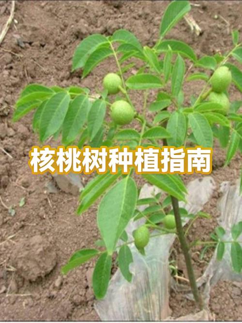 核桃树是什么样的图标