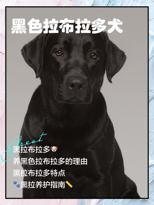 十大黑色犬种排名图标