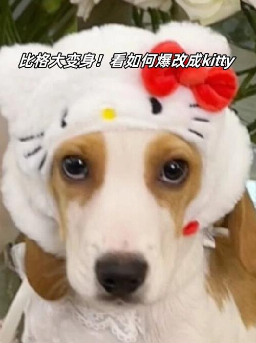 hello改成啥了图标