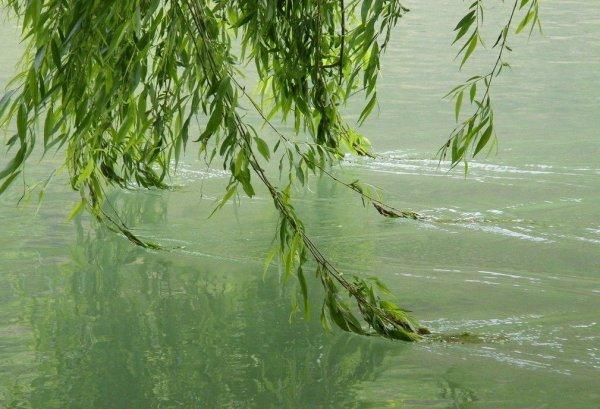 描写春天或杨柳的诗句图标