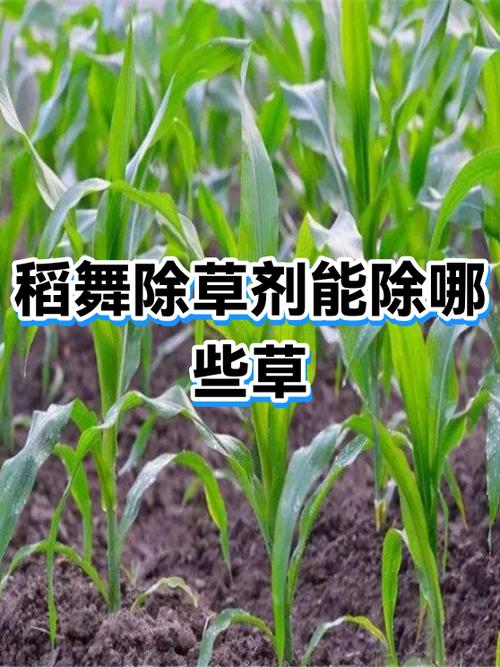 让草不再生长方法截图