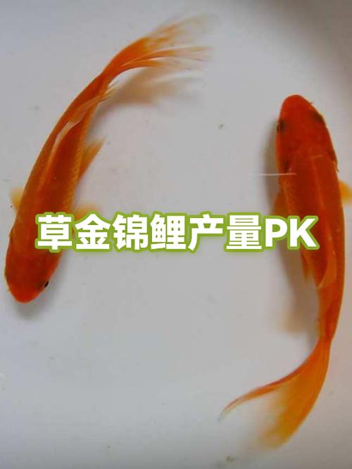 锦鲤赚钱吗图标