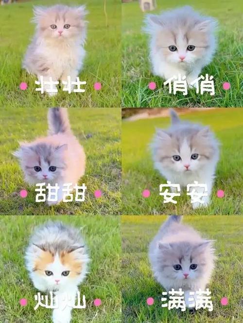 小奶猫可爱名字大全图标