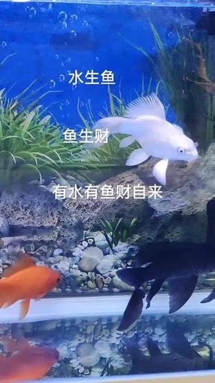 鱼生水水生财截图
