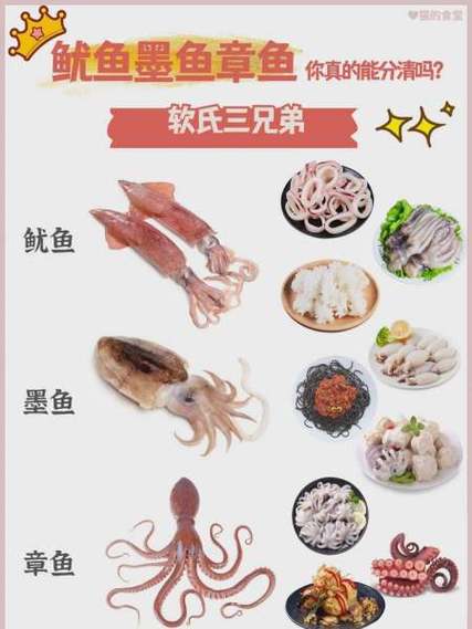 鱿鱼和墨鱼图片图标