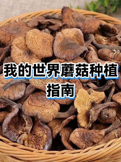 我的世界作物快速生长指令