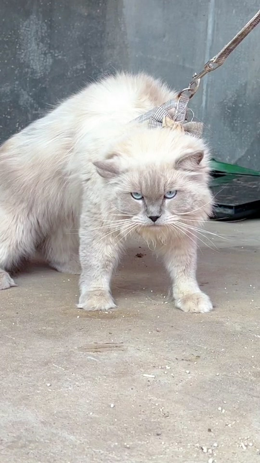 贝利宠物猫