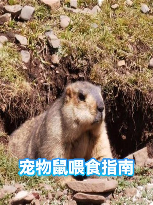 什么鼠类适合当宠物养图标