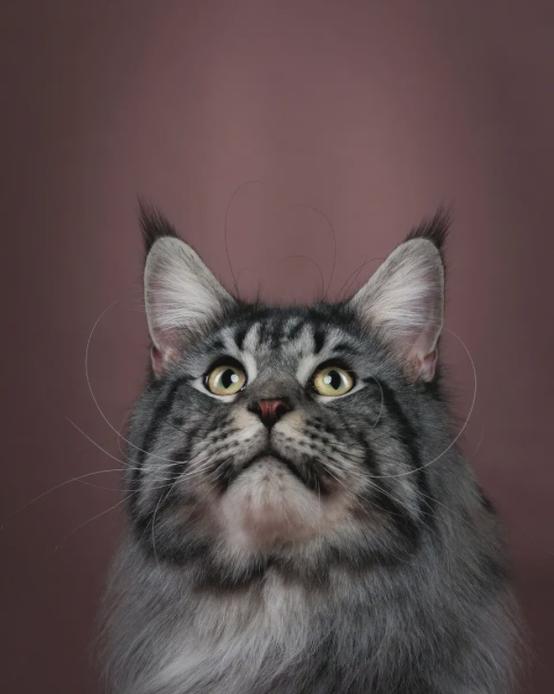 猫咪突然瘫软无力站不起来图标