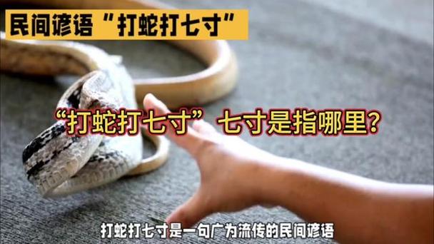 如何快速找到蛇的七寸图标