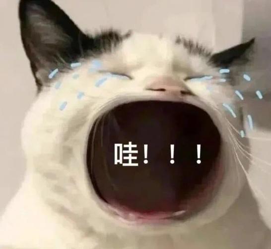 哇太狂了吧 表情包图标