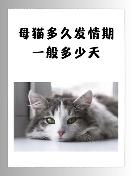 母猫出走一般几天回来