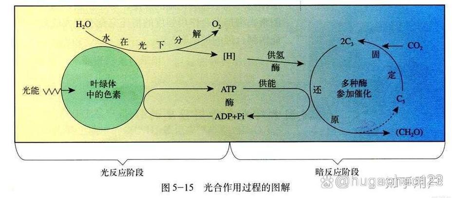 暗反应阶段能量变化